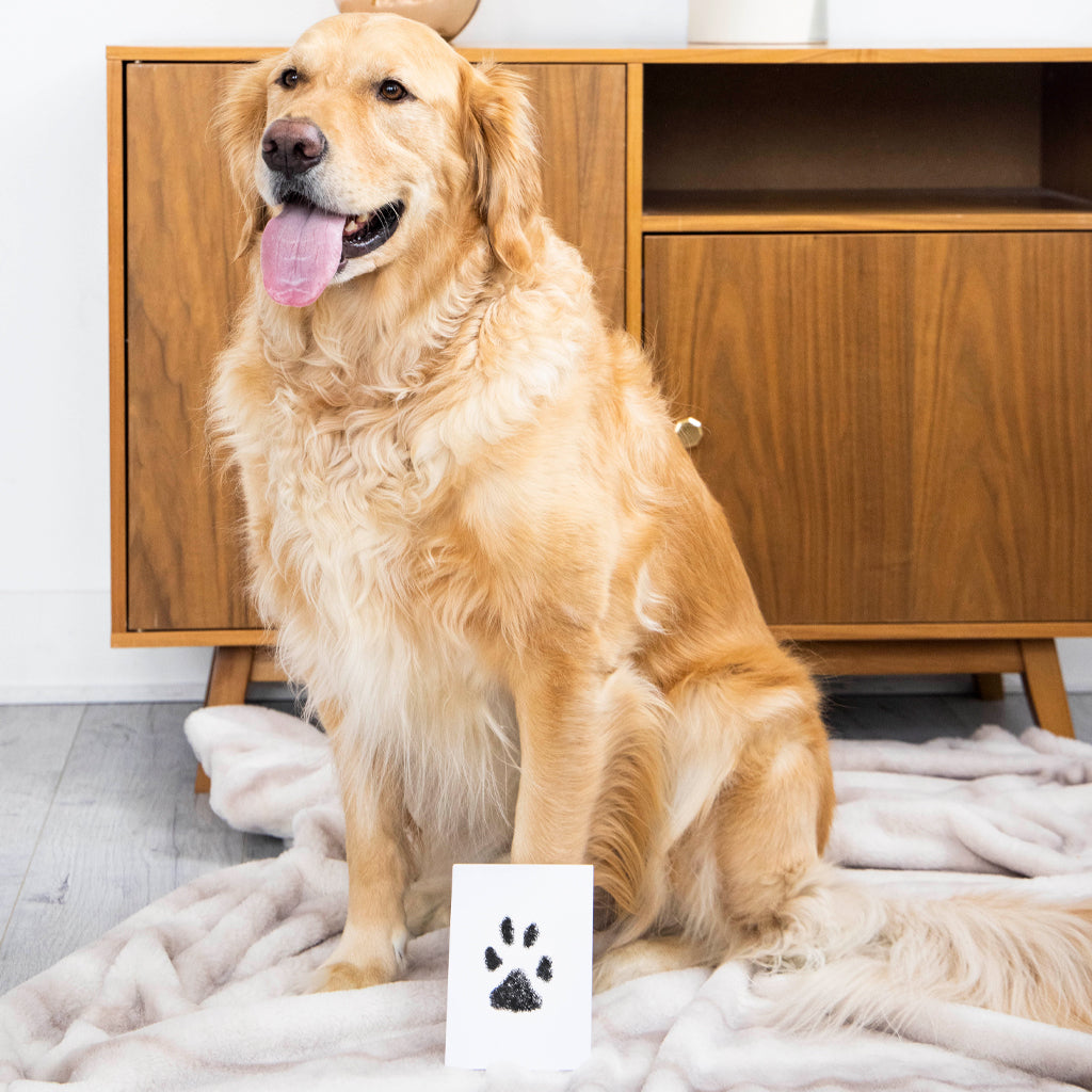 pet – Page 2 – Pearhead